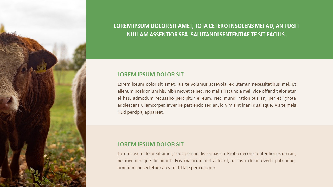 Vaca Diapositiva PPT|Estilo de vida|Plantillas