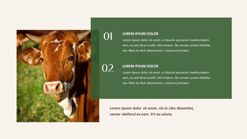 Cow Slide PPT|Lifestyle|Templates