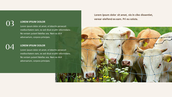 Cow Slide PPT|Lifestyle|Templates