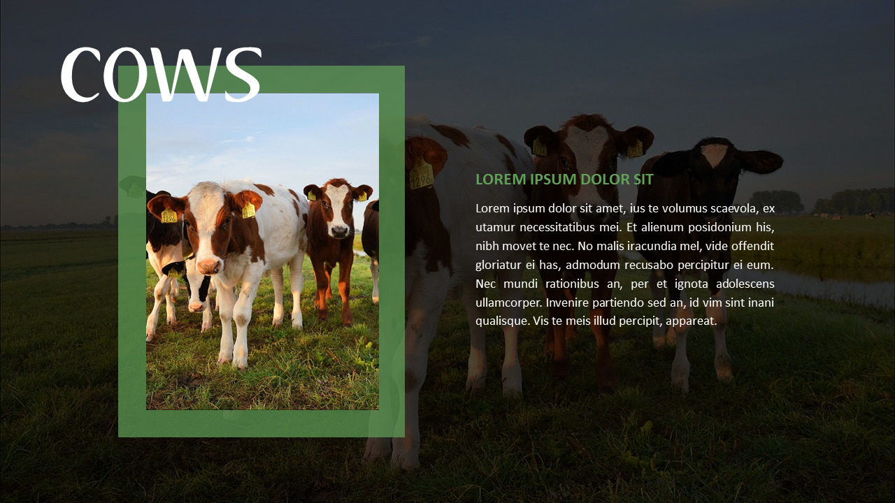 Vaca Diapositiva PPT|Estilo de vida|Plantillas