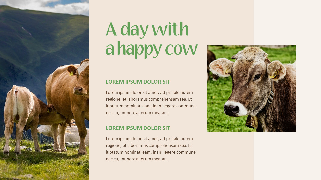 Cow Slide PPT|Lifestyle|Templates