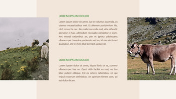 Cow Slide PPT|Lifestyle|Templates