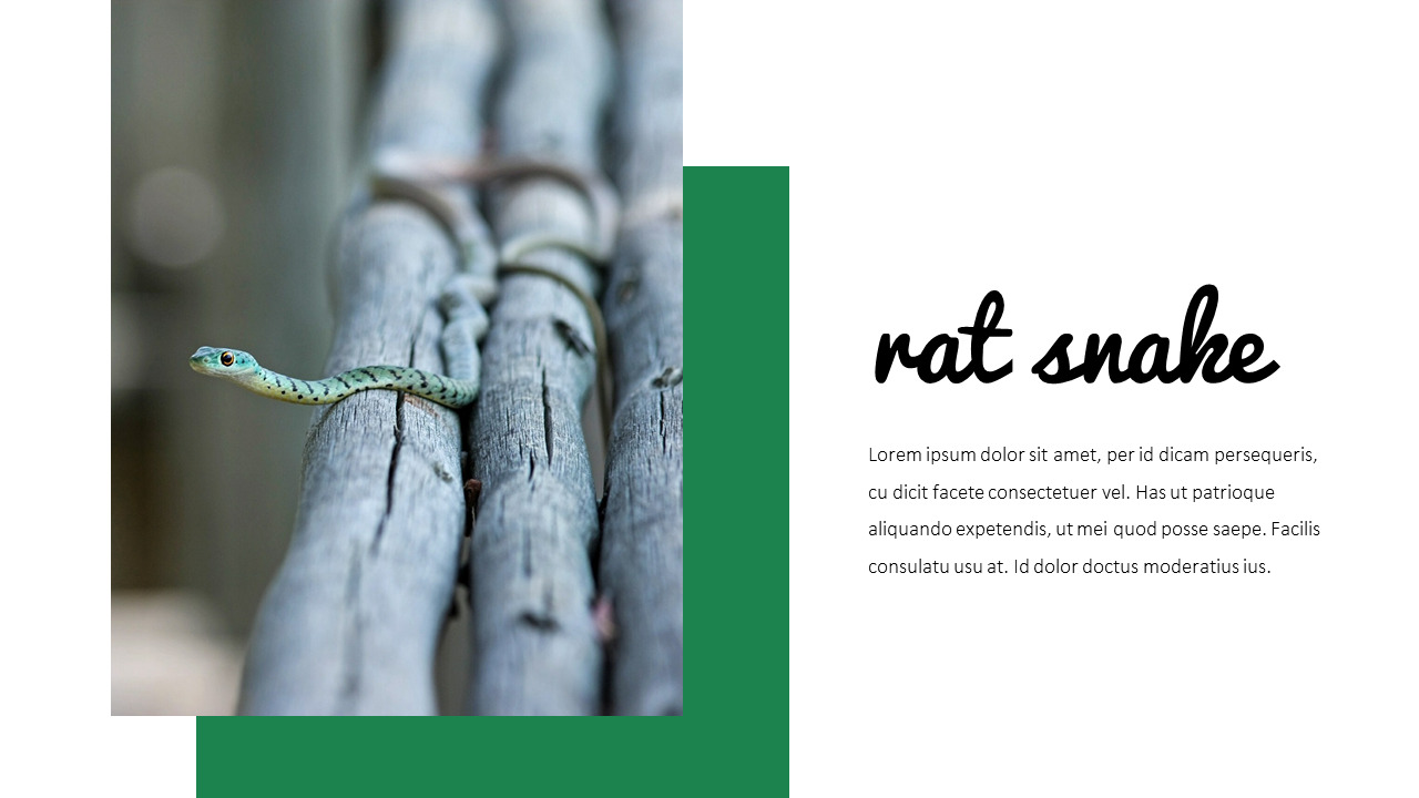 Snake Presentation PowerPoint|Lifestyle|Templates
