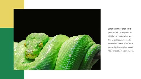 Snake Presentation PowerPoint|Lifestyle|Templates