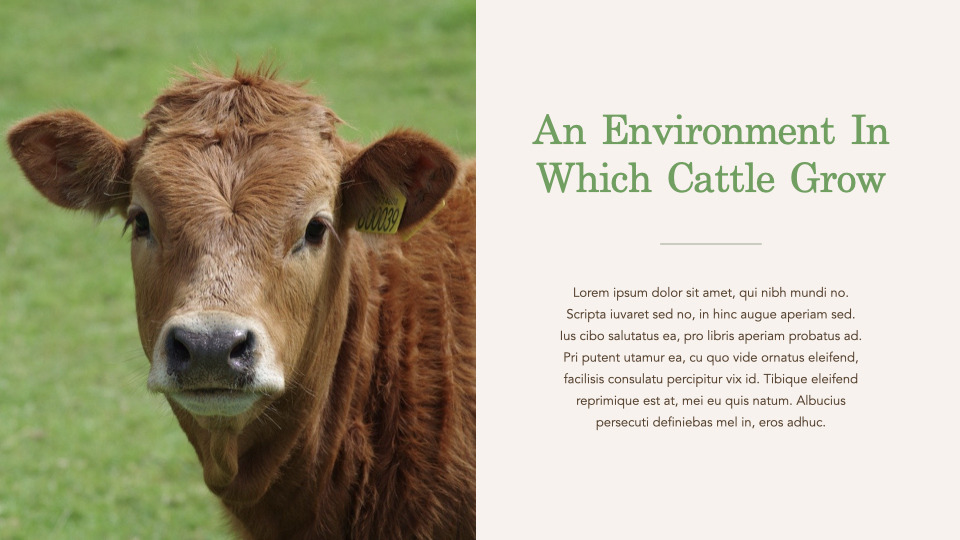 Cow Product Deck|Lifestyle|Keynote