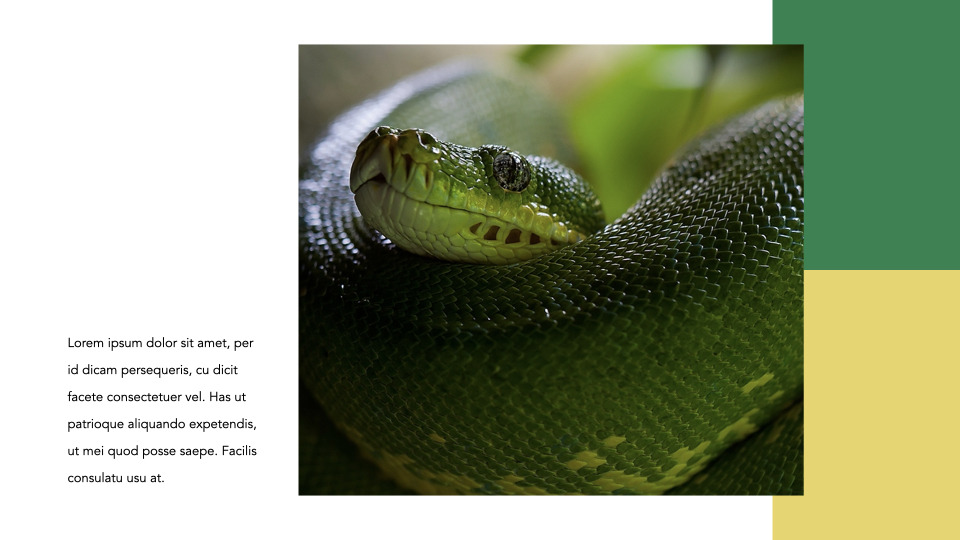 Snake keynote theme|Lifestyle