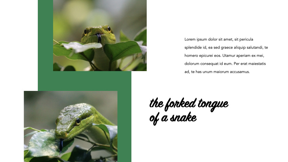 Snake keynote theme|Lifestyle