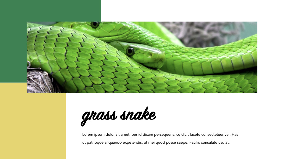 Snake keynote theme|Lifestyle
