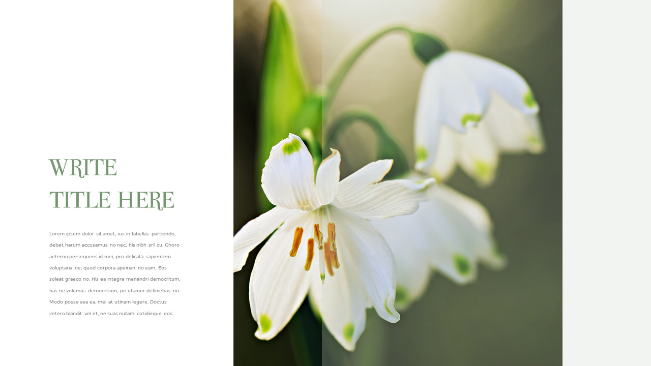 Snow Drop Theme Templates|Lifestyle|PPT