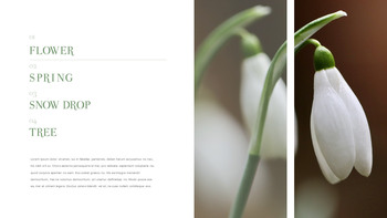 Snow Drop Theme Templates|Lifestyle|PPT