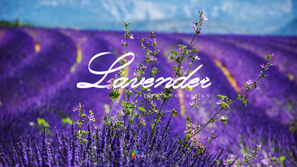 Lavender Presentation PowerPoint Templates Design|Lifestyle