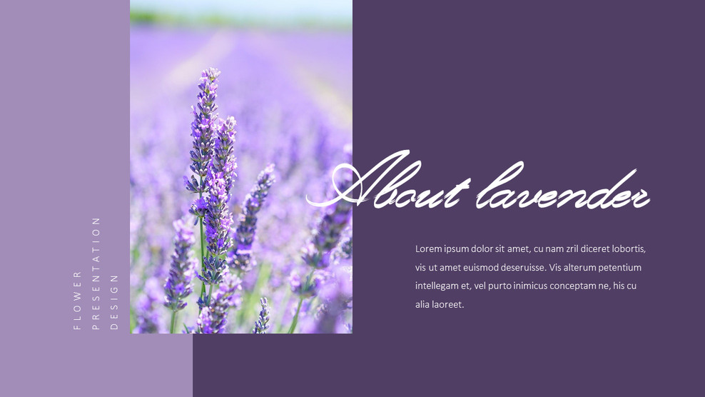 Lavender Presentation PowerPoint Templates Design|Lifestyle