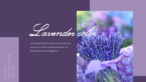 Lavender Presentation PowerPoint Templates Design|Lifestyle