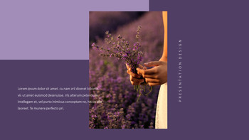 Lavender Presentation PowerPoint Templates Design|Lifestyle