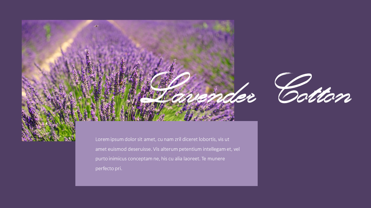 Lavender Presentation PowerPoint Templates Design|Lifestyle