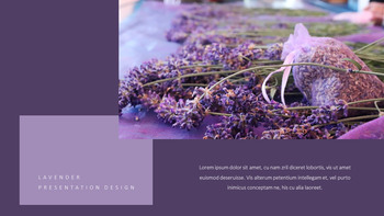 Lavender Presentation PowerPoint Templates Design|Lifestyle