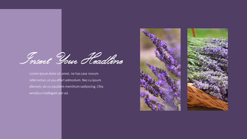 Lavender Presentation PowerPoint Templates Design|Lifestyle