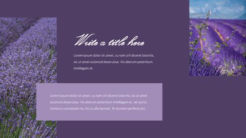 Lavender Presentation PowerPoint Templates Design|Lifestyle