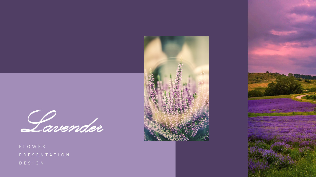 Lavender Presentation PowerPoint Templates Design|Lifestyle