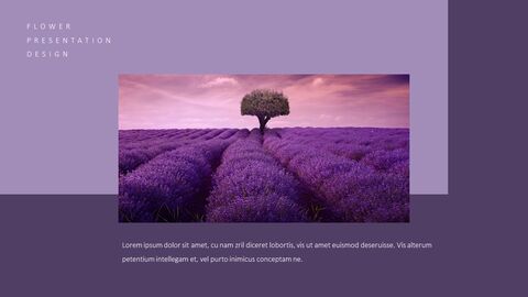 Lavender Presentation PowerPoint Templates Design|Lifestyle
