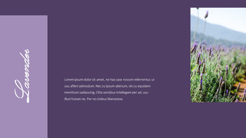 Lavender Presentation PowerPoint Templates Design|Lifestyle
