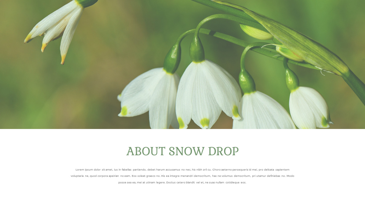 Snow Drop Presentation Google Slides Templates|Lifestyle