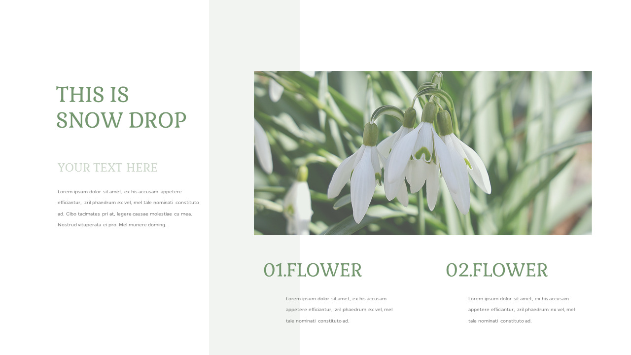 Snow Drop Presentation Google Slides Templates|Lifestyle