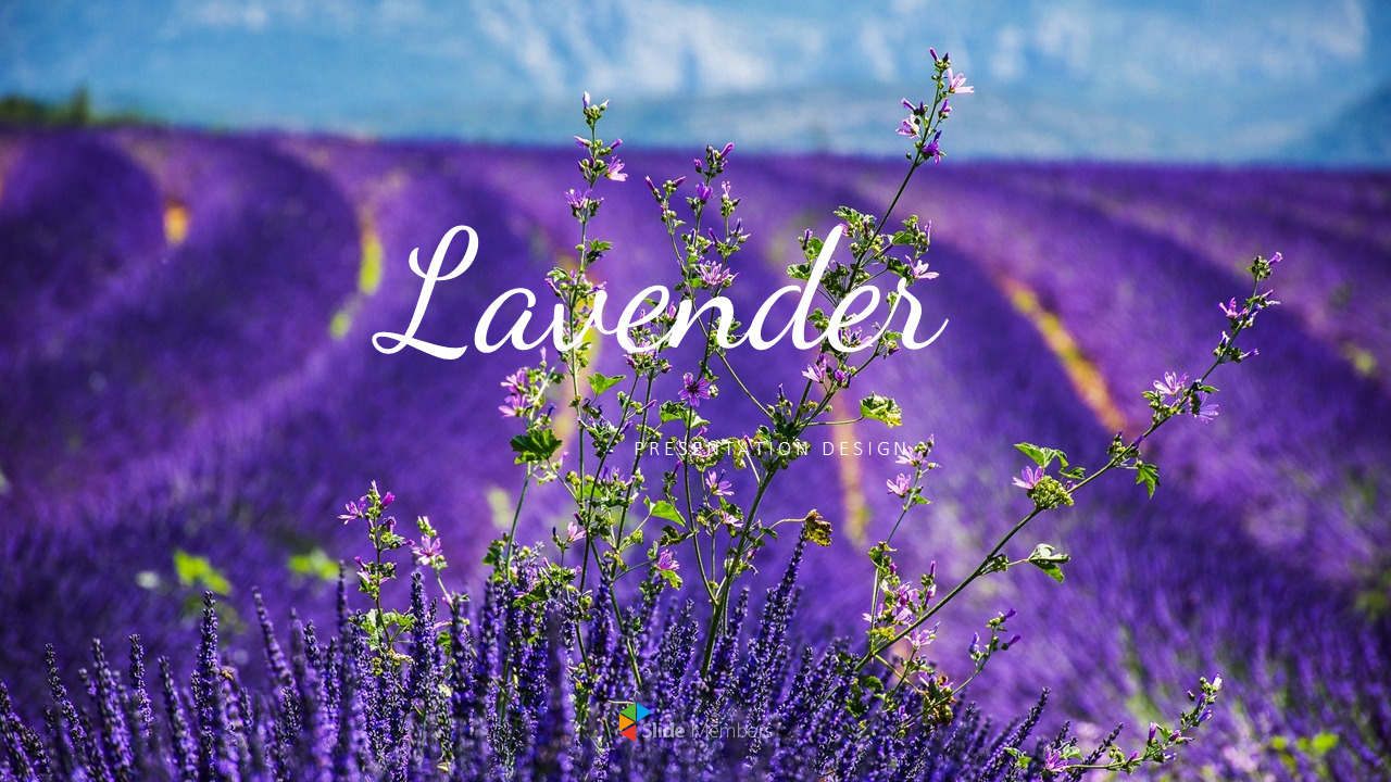 Lavender Google Slides Templates|Lifestyle