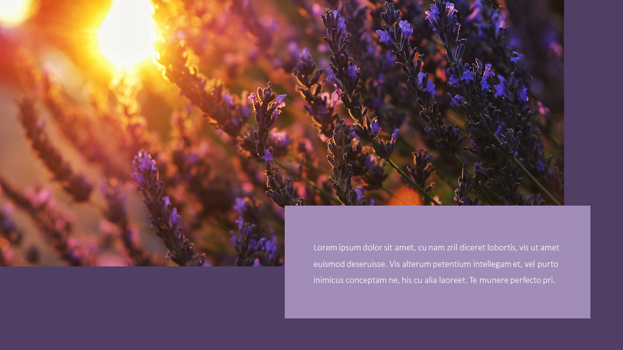 Lavender Google Slides Templates|Lifestyle