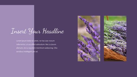 Lavender Google Slides Templates|Lifestyle