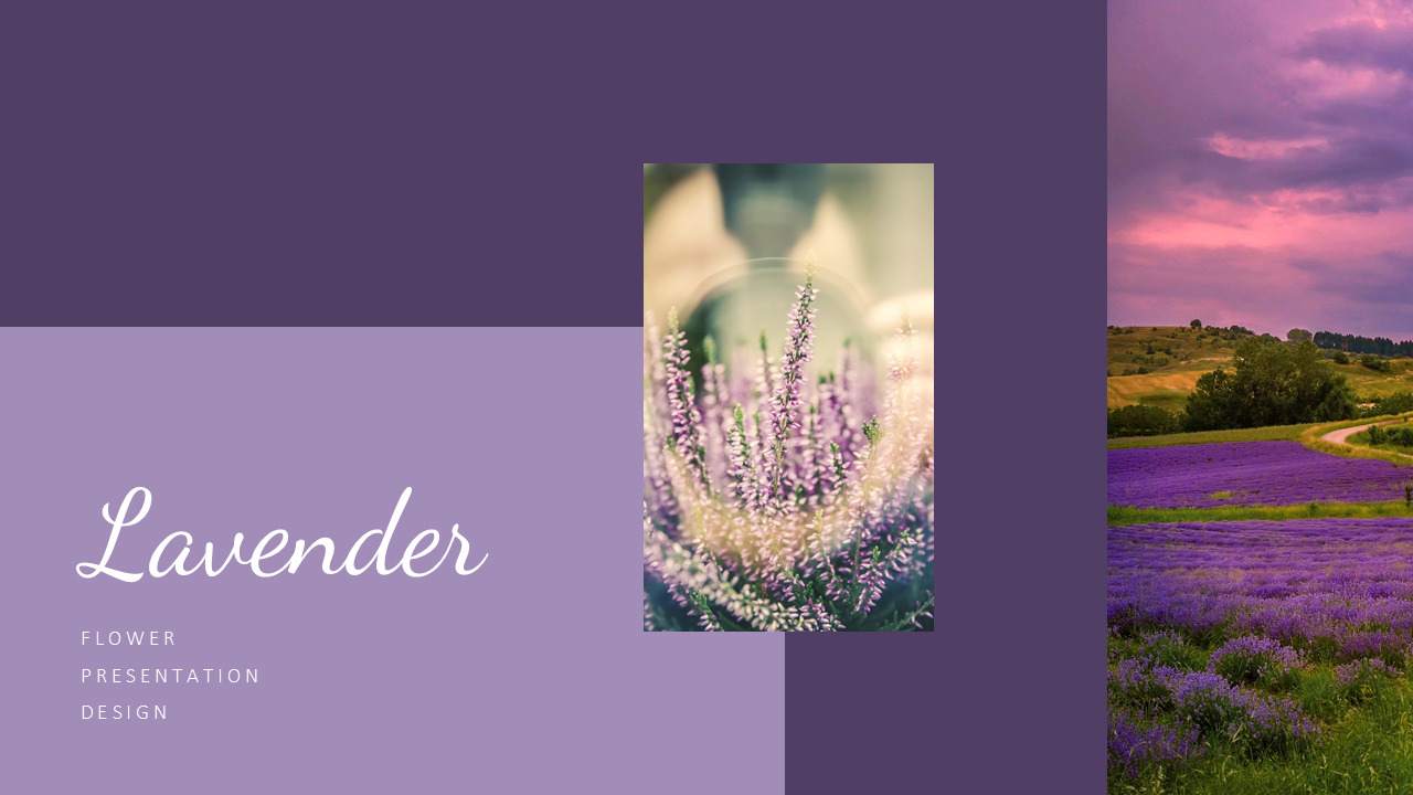 Lavender Google Slides Templates|Lifestyle