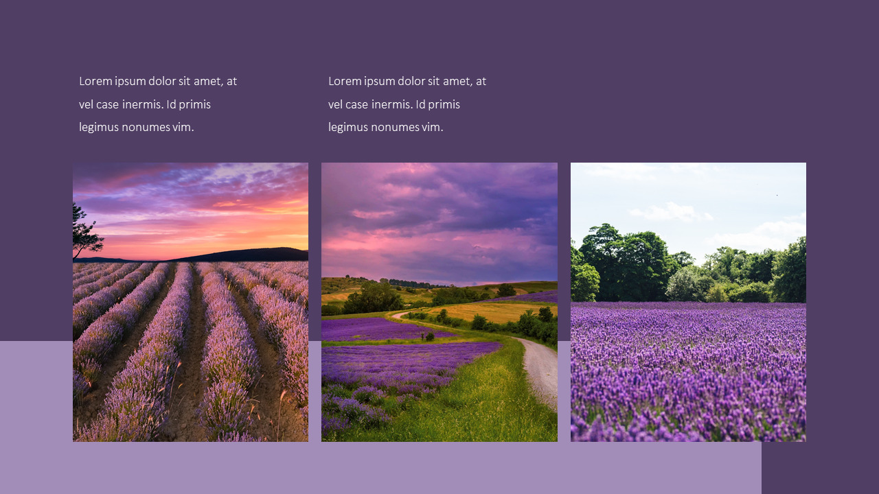 Lavender Google Slides Templates|Lifestyle