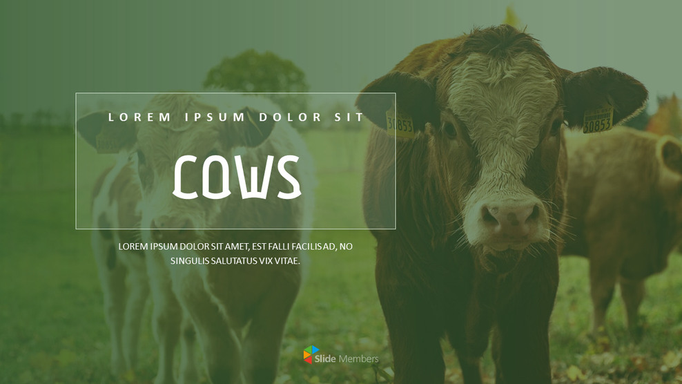 Cow Google PowerPoint Slides|Lifestyle