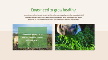 Cow Google PowerPoint Slides|Lifestyle