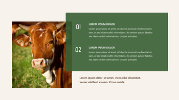 Cow Google PowerPoint Slides|Lifestyle