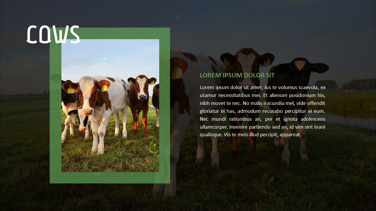 Cow Google PowerPoint Slides|Lifestyle