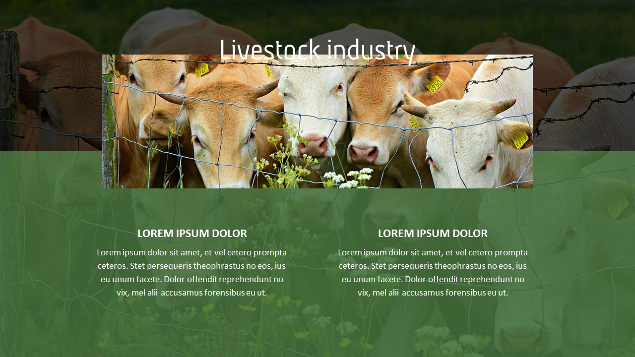 Cow Google PowerPoint Slides|Lifestyle