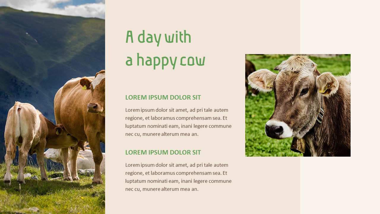 Cow Google PowerPoint Slides|Lifestyle