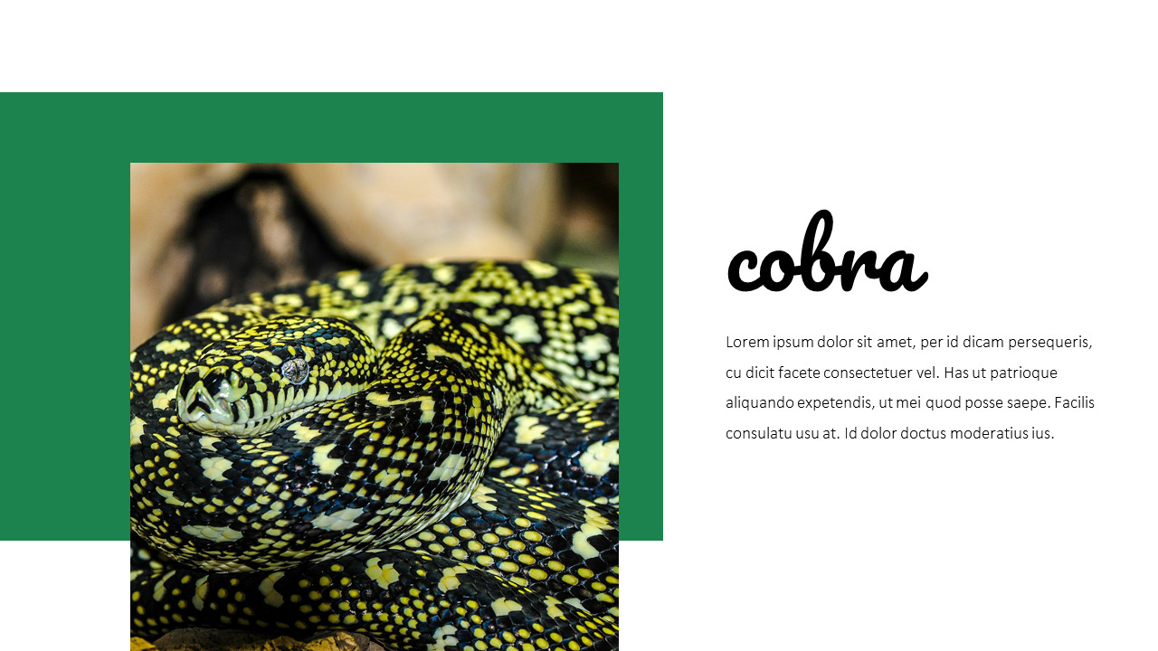 Snake Google Slides Templates|Lifestyle