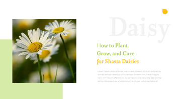 Daisy PowerPoint Proposal|Lifestyle|Templates