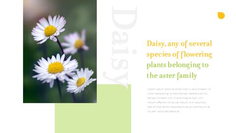 Daisy PowerPoint Proposal|Lifestyle|Templates