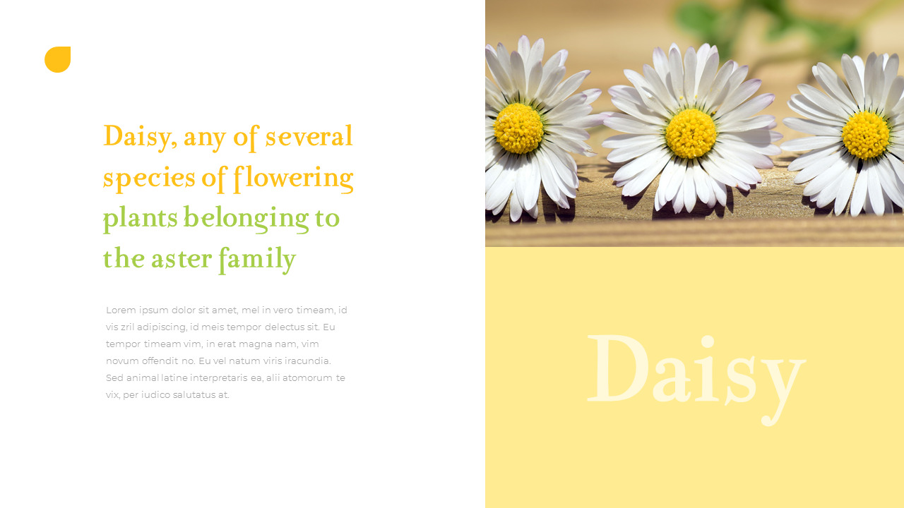 Daisy PowerPoint Proposal|Lifestyle|Templates