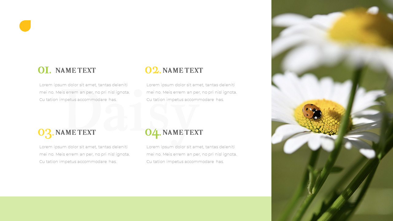 Daisy PowerPoint Proposal|Lifestyle|Templates