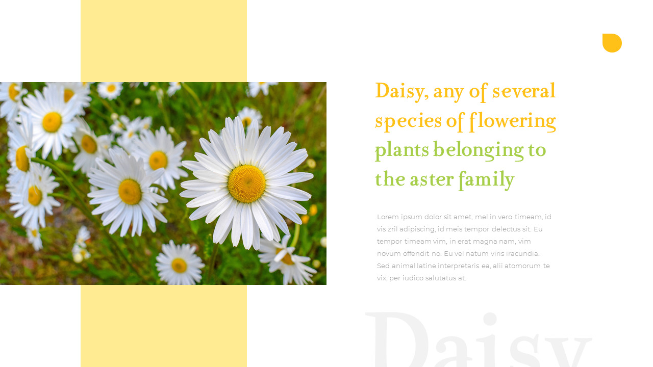 Daisy PowerPoint Proposal|Lifestyle|Templates