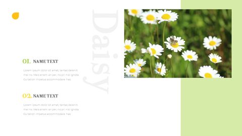 Daisy PowerPoint Proposal|Lifestyle|Templates