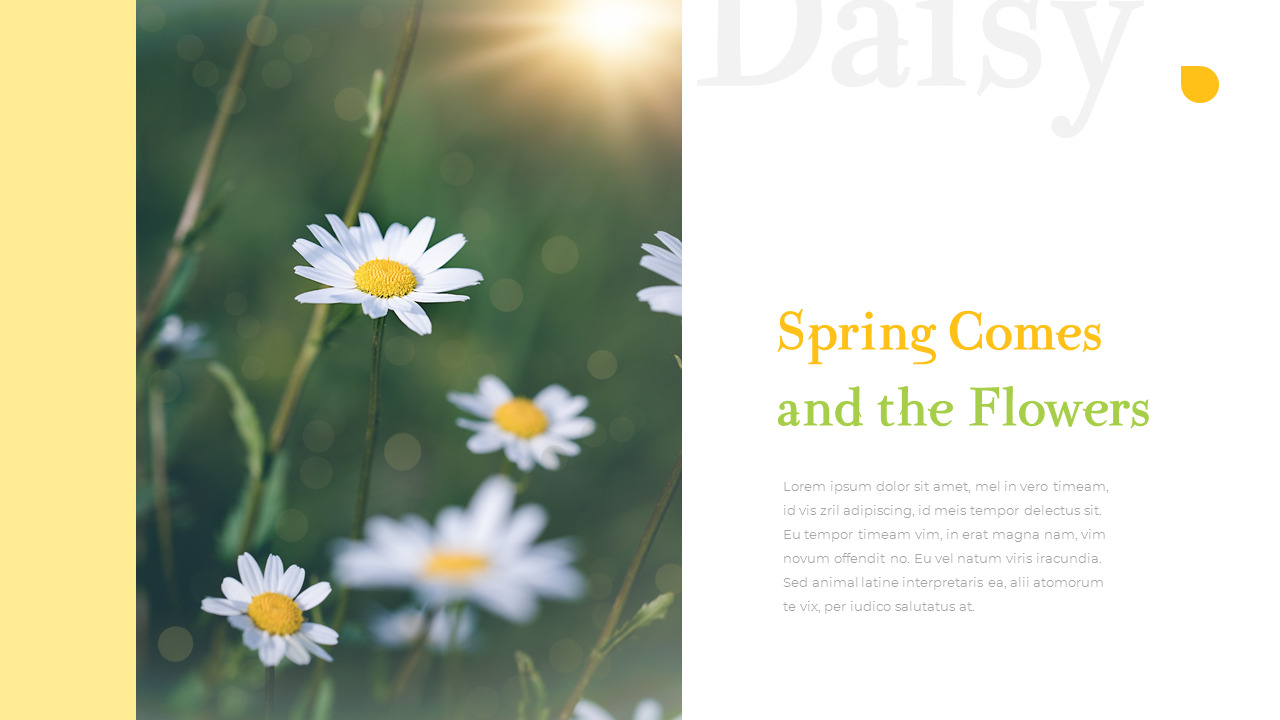 Daisy PowerPoint Proposal|Lifestyle|Templates