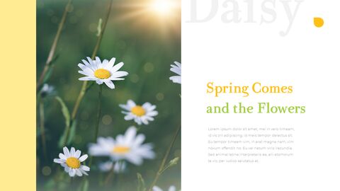Daisy PowerPoint Proposal|Lifestyle|Templates