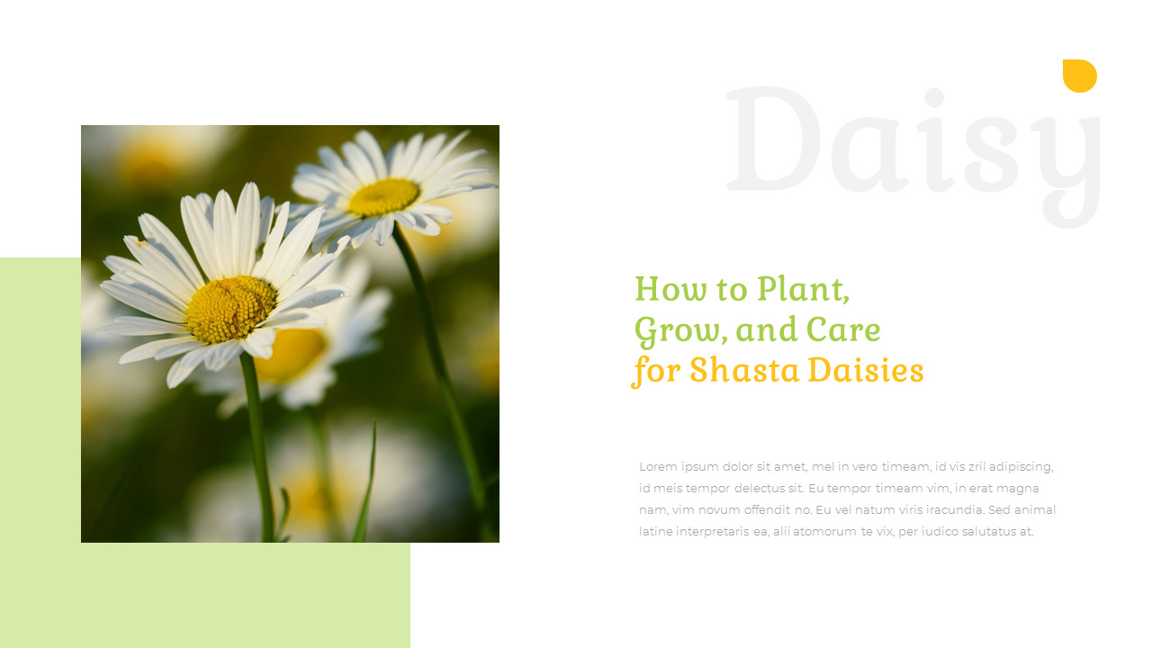 Daisy company profile ppt template|Lifestyle|Google Slides
