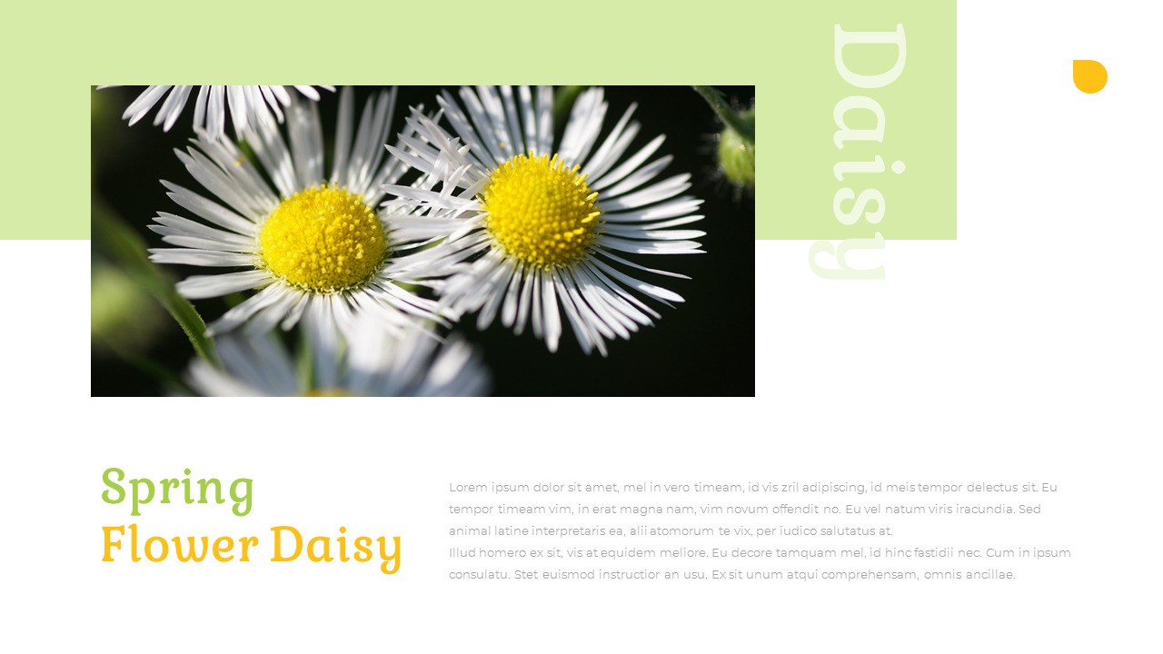 Daisy company profile ppt template|Lifestyle|Google Slides