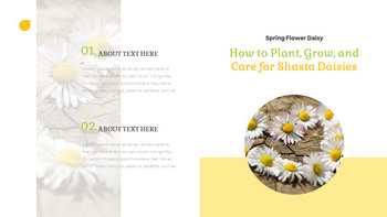 Daisy company profile ppt template|Lifestyle|Google Slides